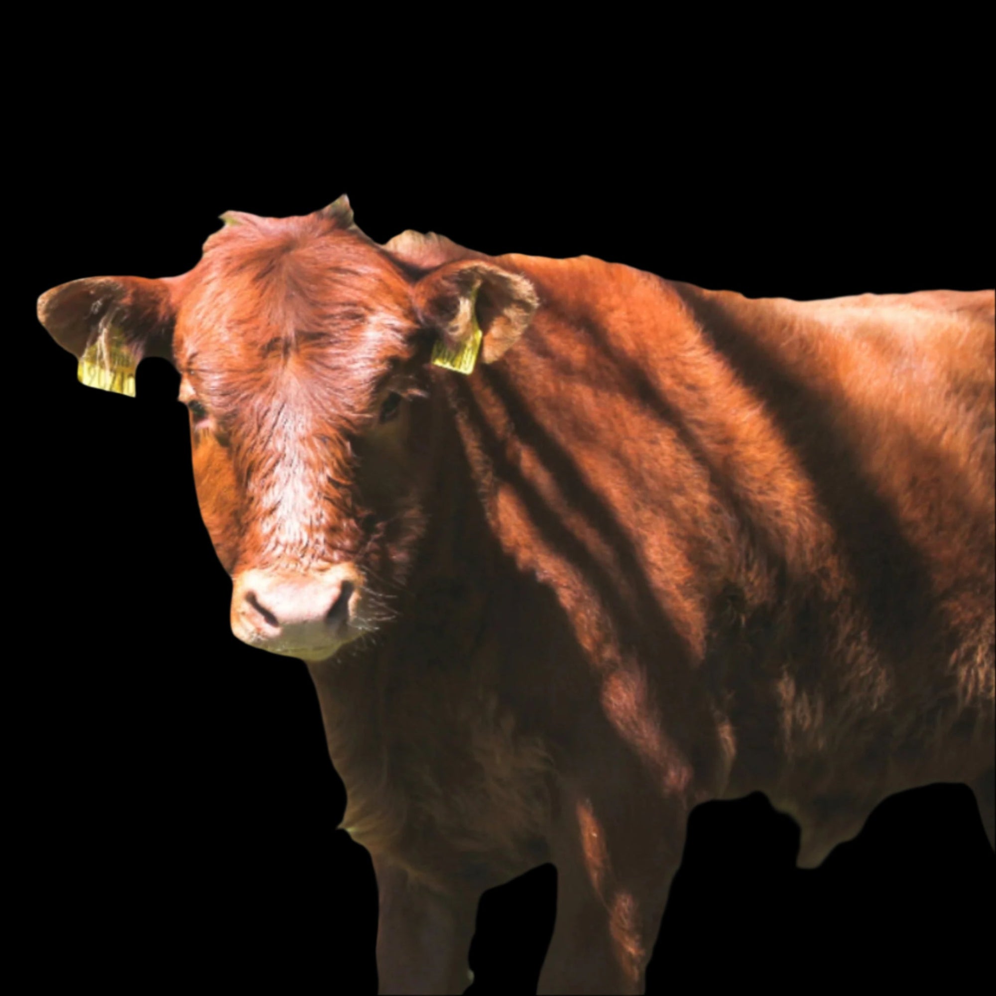 Livestock – Alaska Hay & Feed Supply